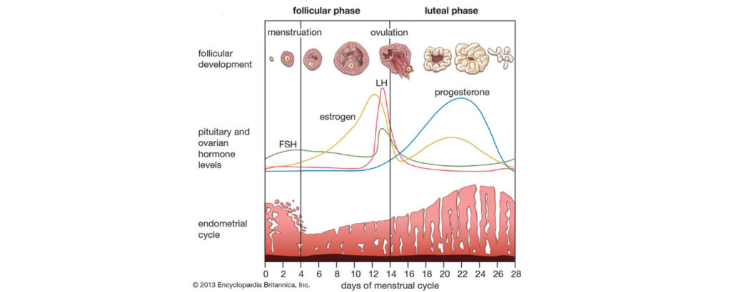 Female Fertility – Vistana Fertility Centre